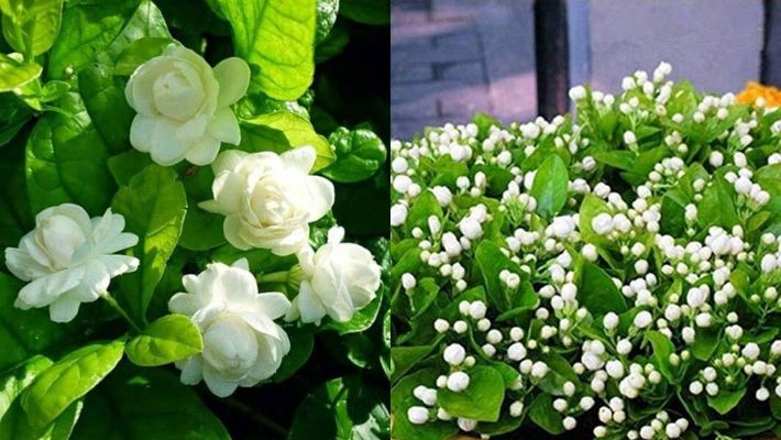 फूलों से लदेगा गमला, मोगरे की जड़ में डालें ये चीजें और देखें कमाल ...