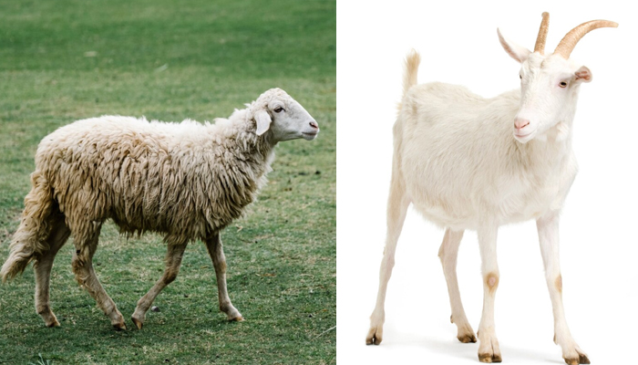 Goat vs Lamb: What's the difference in mutton and which is healthier ...