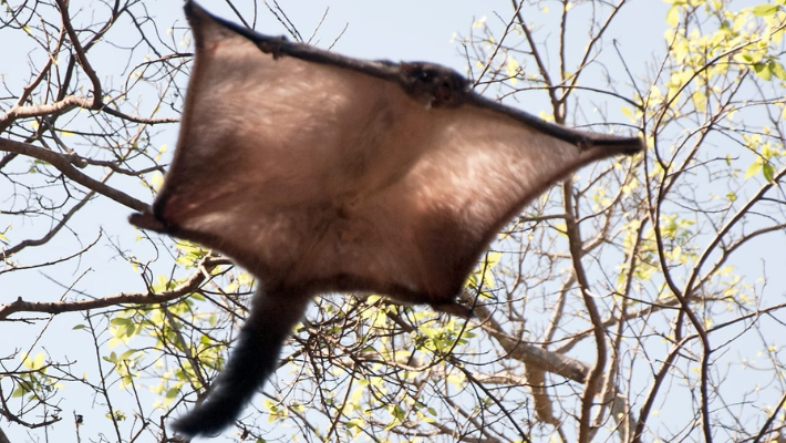 Rare Flying Squirrel Sighting at Dudhwa National Park | ಅಯ್ಯೋ ದೇವರೇ ...
