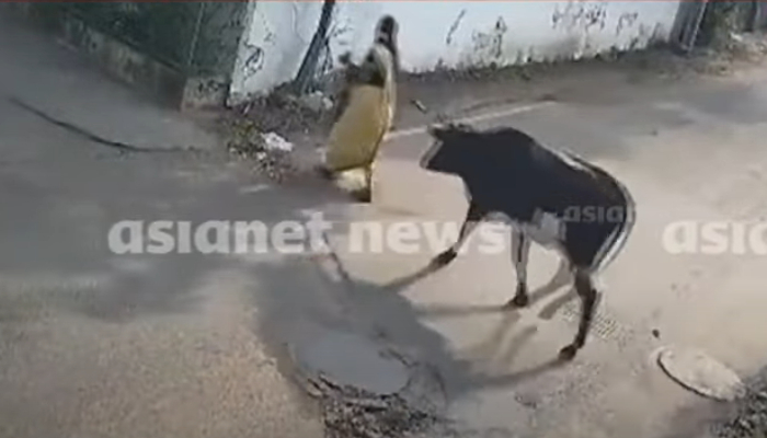 Cow attacked Woman and child in Chennai, video കുഞ്ഞുമായി പോകവെ യുവതിയെ ...