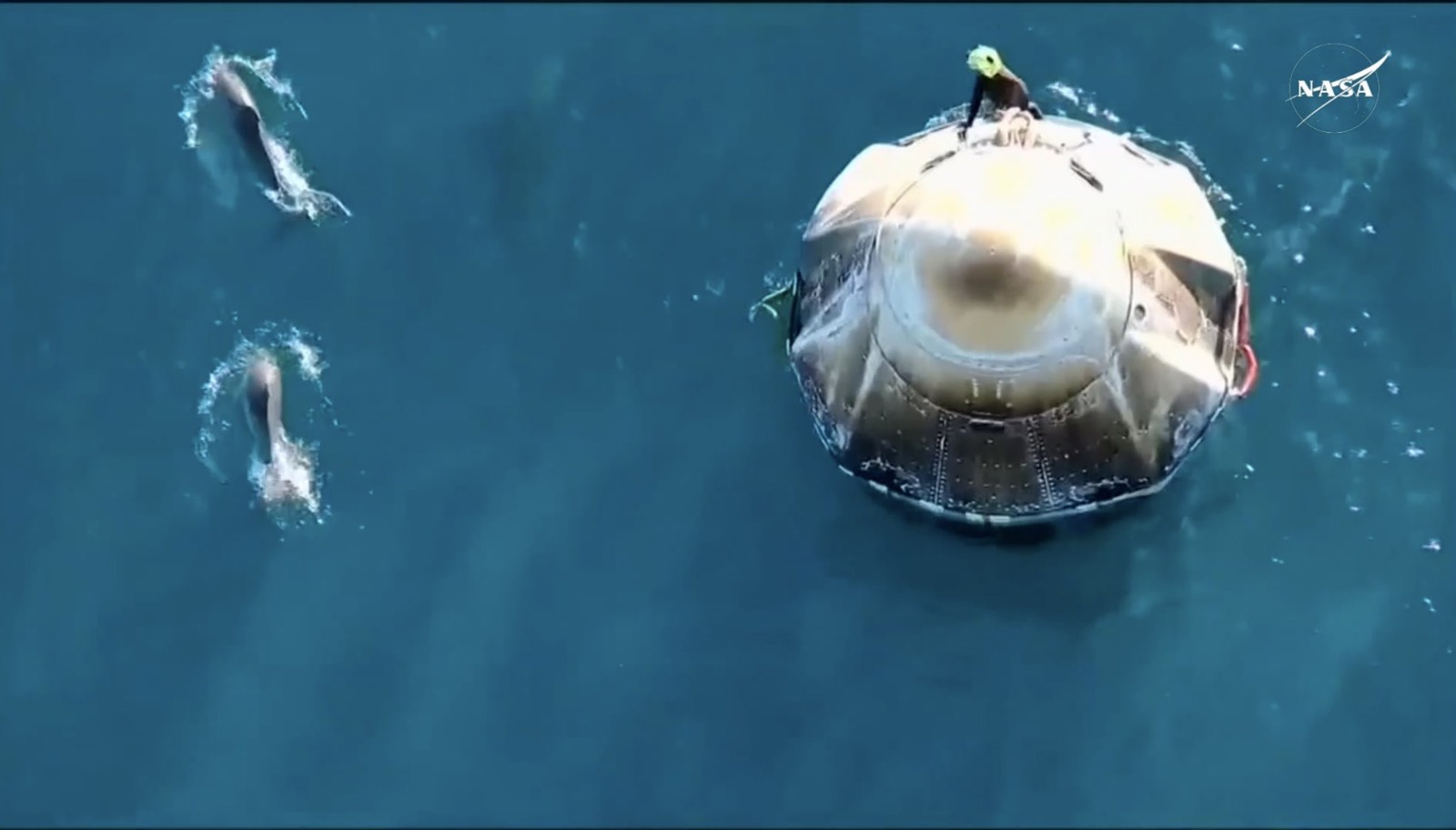 Dolphins welcome Sunita Williams, other NASA astronauts back home after 9 months; WATCH adorable ...