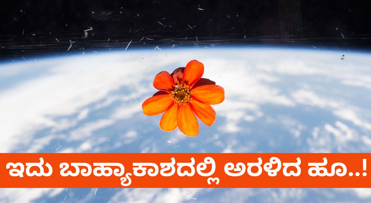 Year 2016 NASA Grows First Flower in Space A Historic Milestone in ...