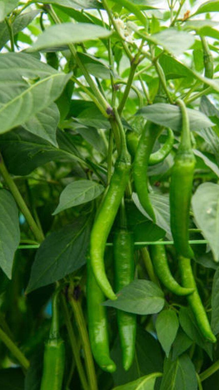 वेगाने वाढेल मिरचीचे झाड, मातीत मिक्स करा ही गोष्ट | How To Grow Chilli ...