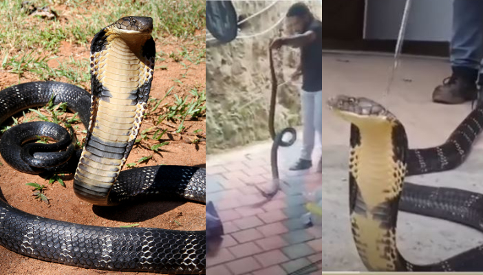 snake master catches 4 king cobras in a single day and more than 10 ...