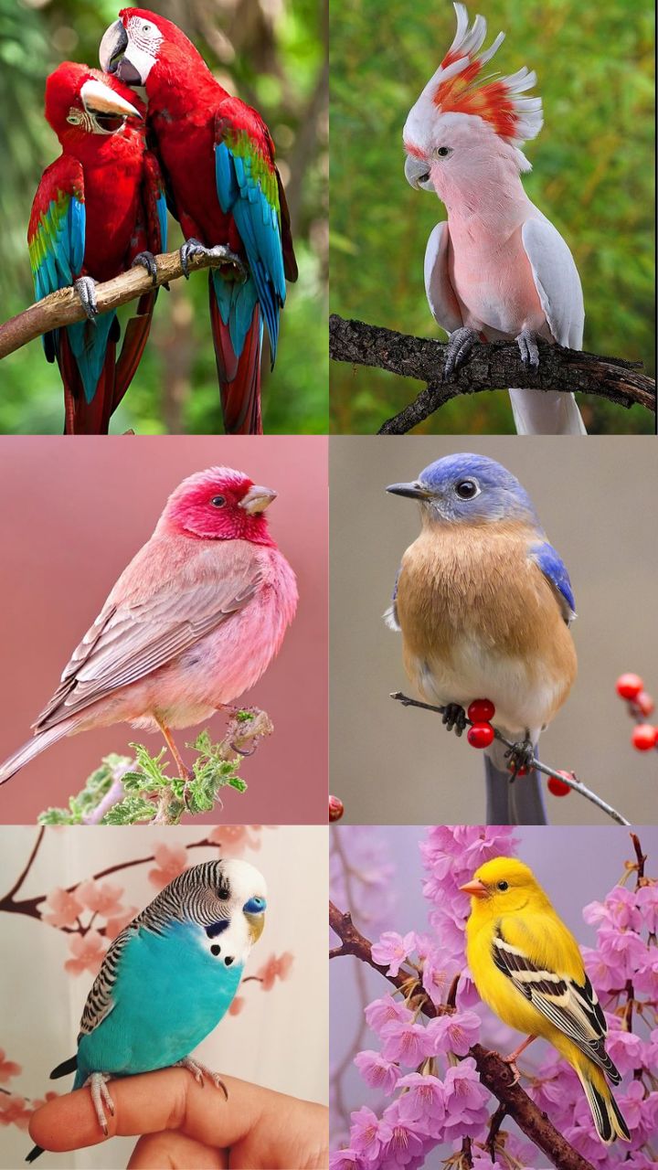 Keep These 7 Lucky Birds for Progress and Happiness | Asianet Newsable