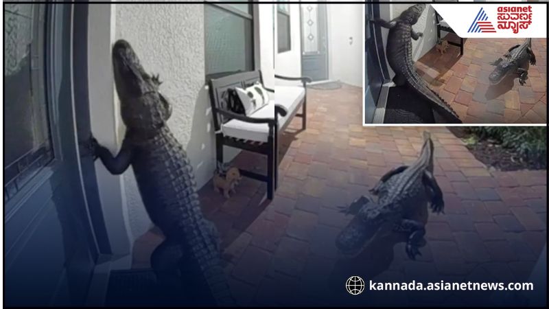 Uninvited Guests: Two Alligators Show Up at Florida Home's Front Door | ಮನೆ ಬಾಗಿಲಲ್ಲಿ ದೈತ್ಯಾಕಾರದ ...