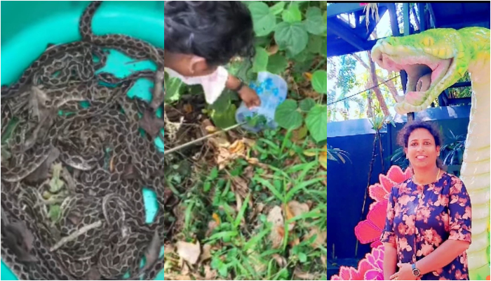 75 snake found in House premises in Thiruvananthapuram കല്ലിനടിയിലും ...