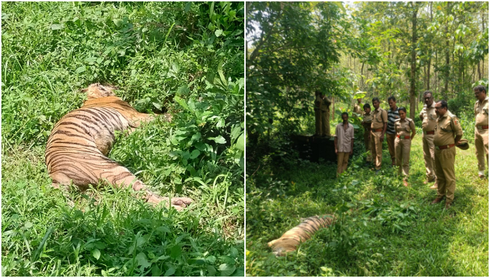 Tiger found dead in Konni കോന്നിയിൽ കടുവ ചത്ത നിലയിൽ | Tiger Found Dead ...