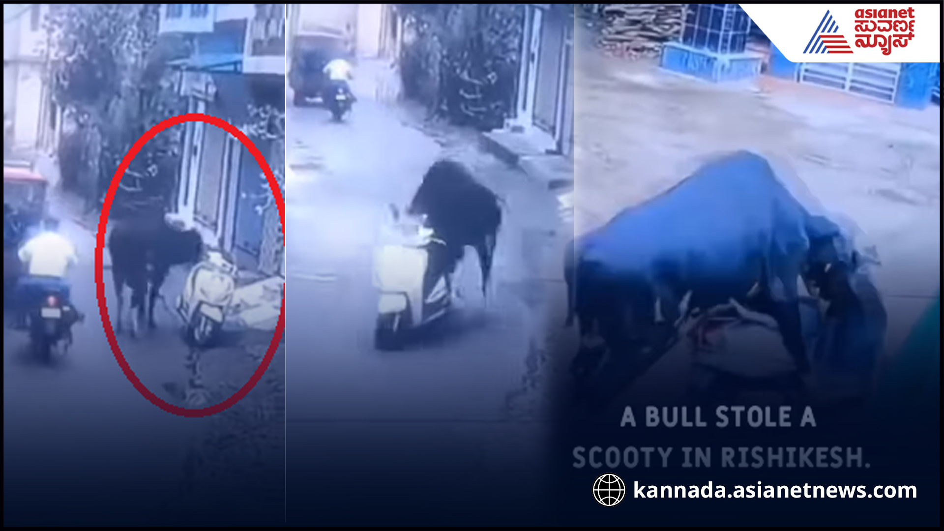 When a Bull Takes Your Bike: Hilarious Video Goes Viral | Bike Parked ...