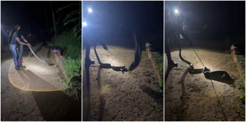 Snake catcher Sudheesh catches python at nagalassery | Snake Catcher ...