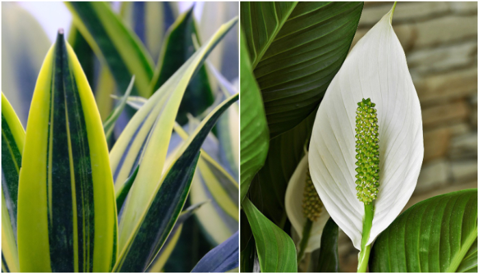 Snake Plant to Peace Lily: 7 pot friendly friends to decorate your ...