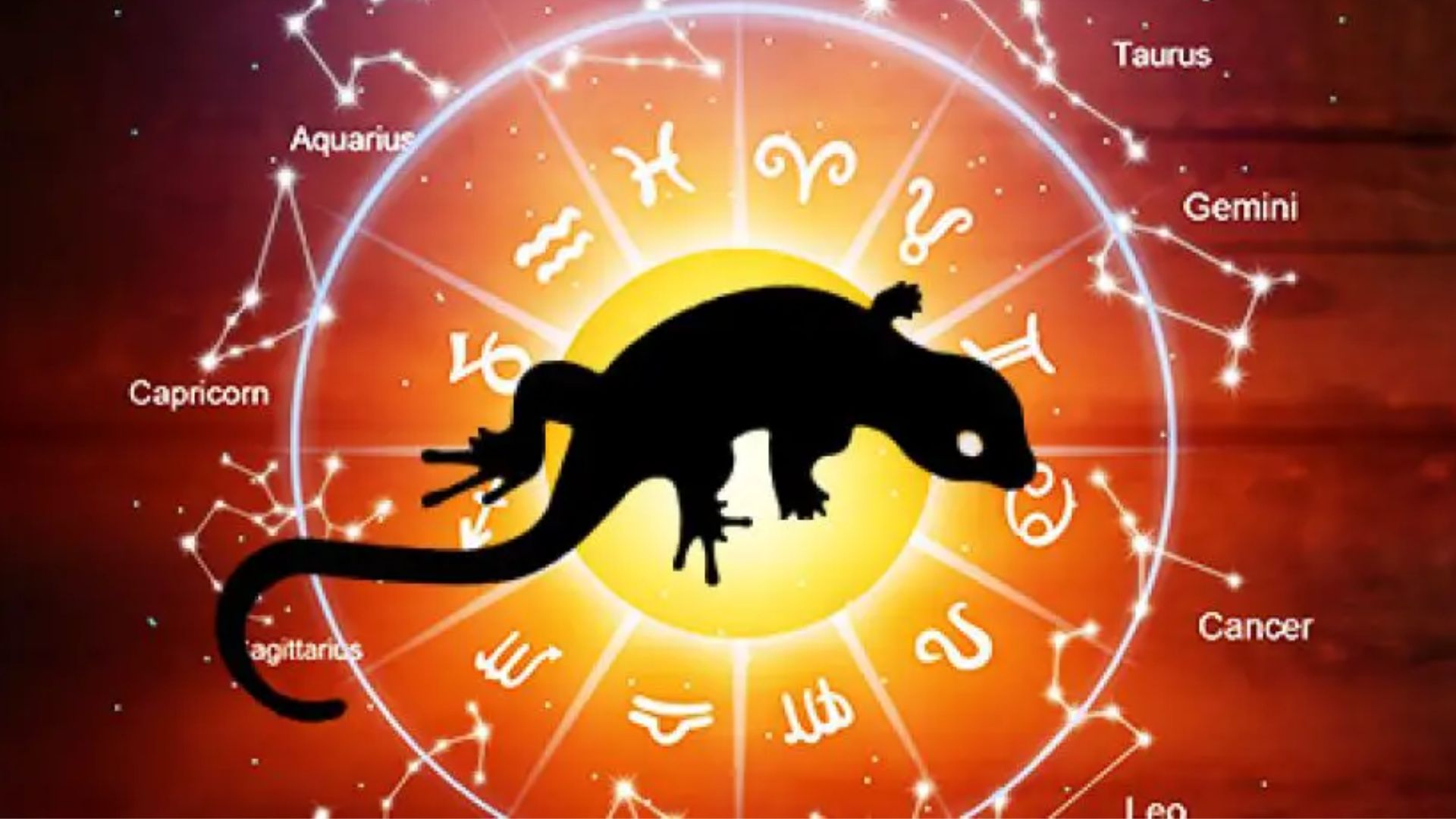 Lizard Falling on This Part of the Body Means Death | Lizard Fall On ...