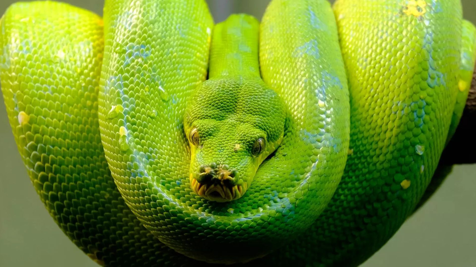 Sssssteer Clear: 5 Plants That Attract Snakes to Your Home | 5 Plants ...