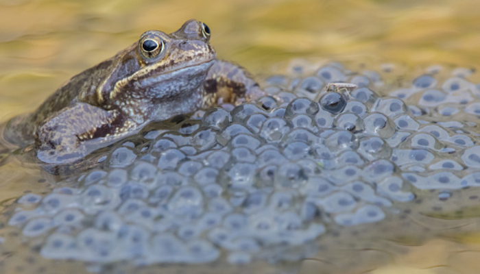 scientist working at Harvard held in Ice jail charged with smuggling ...