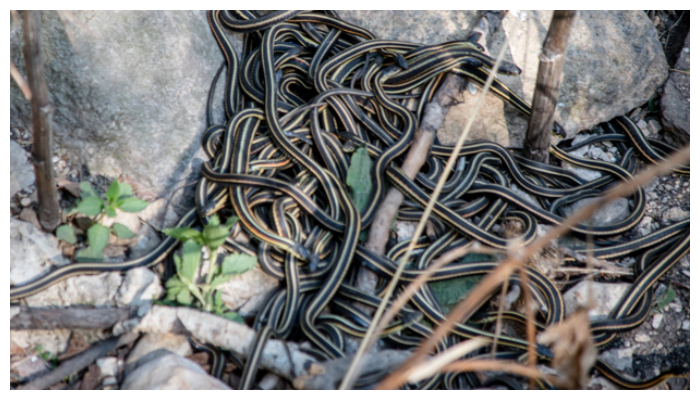 മനുഷ്യർ മാത്രമല്ല, ഇവിടെ പാമ്പുകളും ഹണിമൂൺ ആഘോഷിക്കാറുണ്ട്| Snake ...