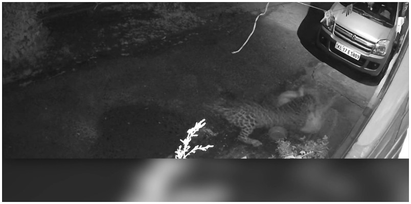 CCTV Video of leopard attacking pet dog at a house munnar മുറ്റത്ത് ...