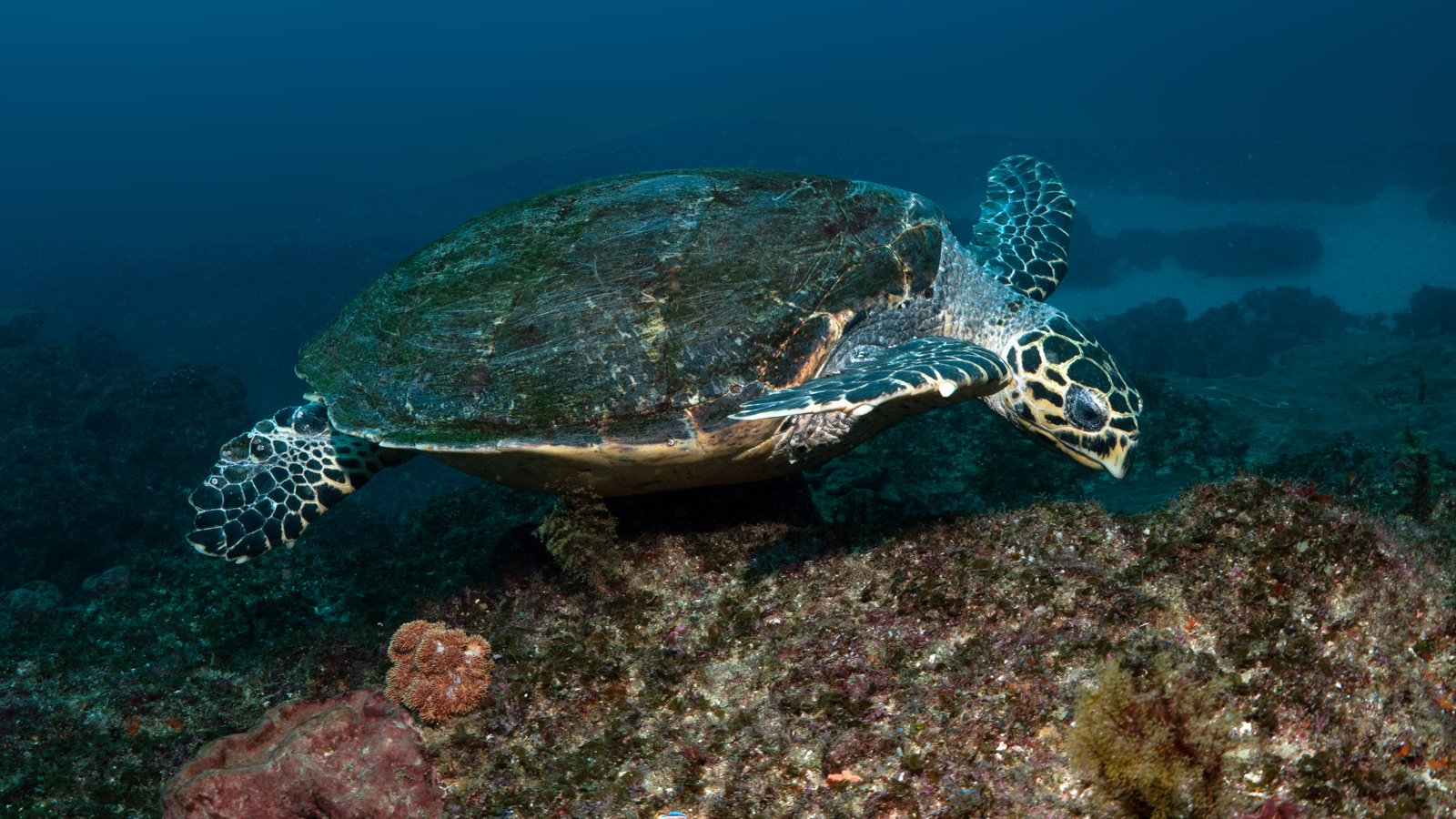 World Turtle Day 2025: Know history, significance and about the oldest ...