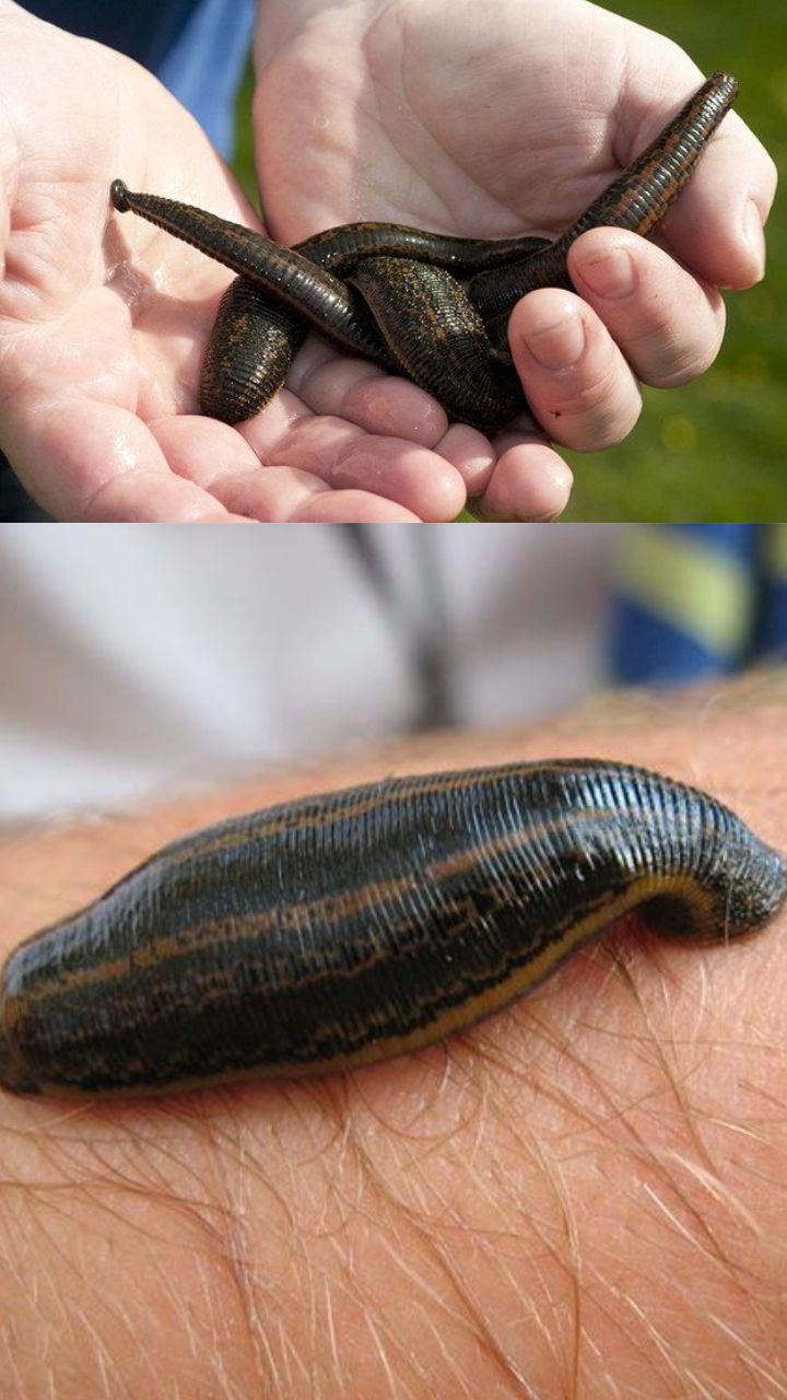 Amazing Facts About Leech: दांत शार्क से भी तेज, ब्रेन इंसानों से कई ...