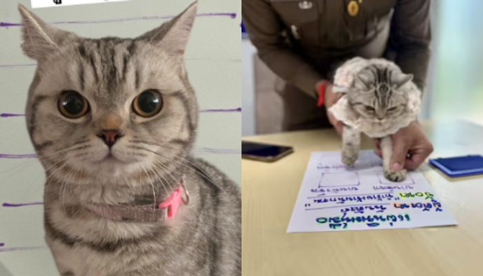 Cat arrested and released on bail: പൊലീസുകാരെ മാന്തിയ പൂച്ചയെ 'അറസ്റ്റ് ...