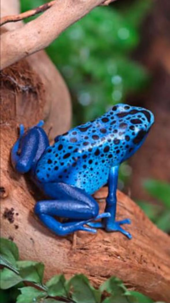 বিশ্বের সবচেয়ে বিষাক্ত ১০ ব্যাঙ, যাদের রঙ মুগ্ধ করে | Worlds Most ...