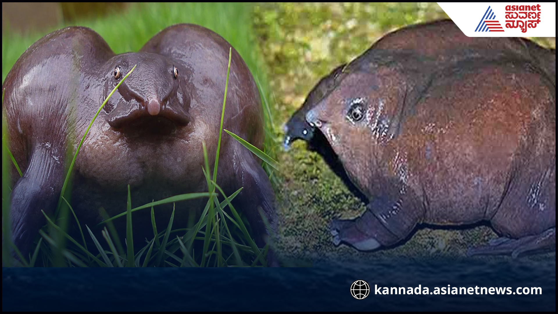 Mahabali Frog: ಭೂಗತ ಲೋಕದಿಂದ ವರ್ಷಕ್ಕೊಮ್ಮೆ ಮೇಲೇರಿ ಬರುವ 'ಮಹಾಬಲಿ' ಕಪ್ಪೆ ...