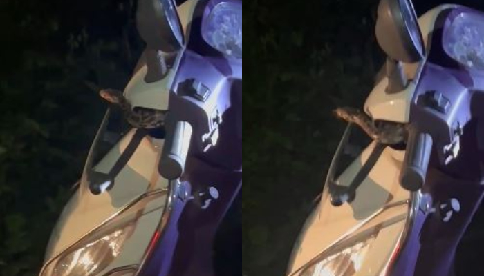 python in two wheeler handle shocking incident in kannur; വൈസറിലൊരു ...