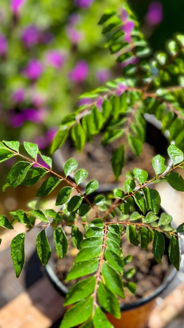 Secrets To Grow Curry Leaf Plant: सिर्फ एक बीज और पौधे से तैयार करें ...