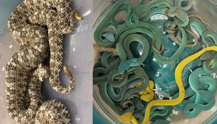 Man caught with 48 highly venomous snakes at airport: മുംബൈയിൽ വിമാനം ...