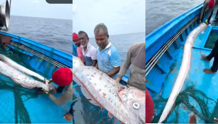 Rare 'doomsday fish' spotted in Tamil Nadu: ജപ്പാനിൽ സുനാമിക്കും ...