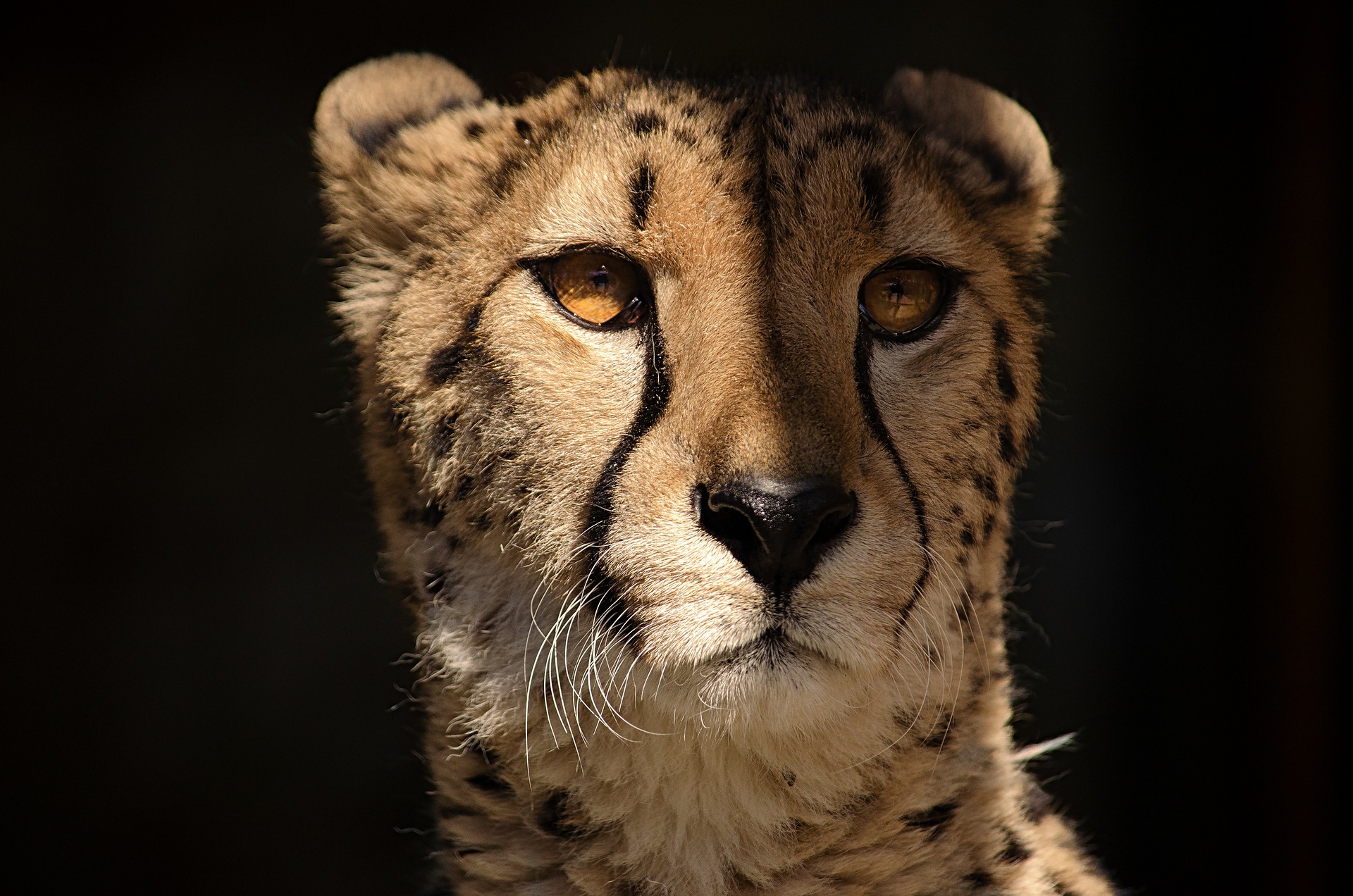 Project Cheetah: Debunking myths around India's big cat reintroduction ...
