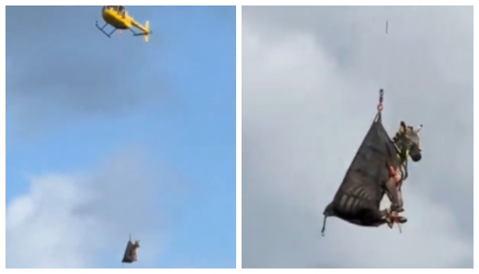 Watch Video: ഒടുവില്‍ തൂക്കി ഗെയ്സ്; ഒരാഴ്ചത്തെ ഒളിച്ചോട്ടത്തിന് ശേഷം പിടികൂടിയ എഡ് എന്ന സീബ്രയെ ...