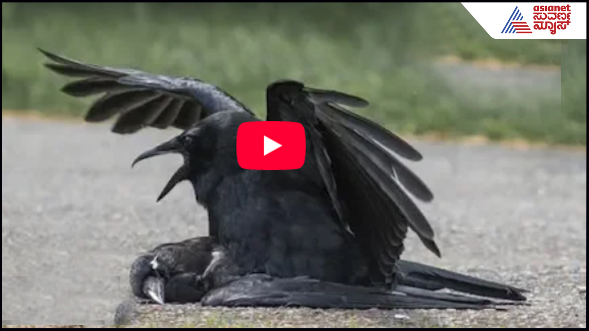 Crows and Corpse: ಶವದ ಜೊತೆ ಕಾಗೆಗಳ ಲೈಂಗಿಕ ಕ್ರಿಯೆ! ಅಚ್ಚರಿಯ ವಿಡಿಯೋ ವೈರಲ್ ...