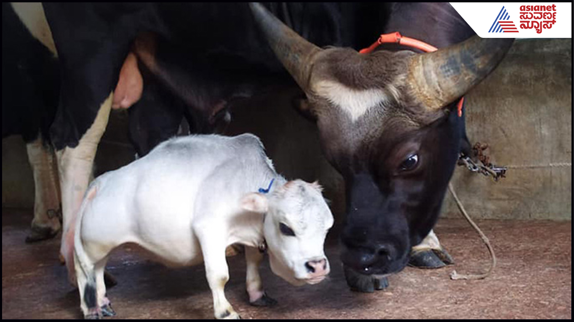 Shortest Cow: ಗಿನ್ನೆಸ್ ದಾಖಲೆ ಬರೆದು ಇಹಲೋಕ ತ್ಯಜಿಸಿದ ಪುಟ್ಟ ಹಸು 'ರಾಣಿ ...