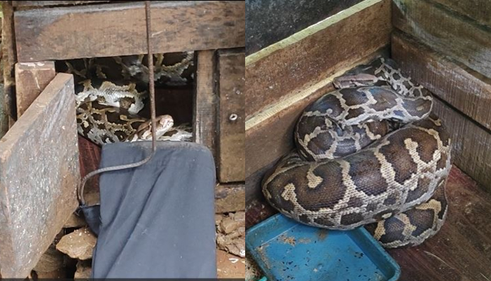 python caught from duck coop: കൂട്ടിൽ നിന്നും കരച്ചിൽ, നോക്കുമ്പോൾ 4 താറാവുകളെ കൊന്നു, 2 ...