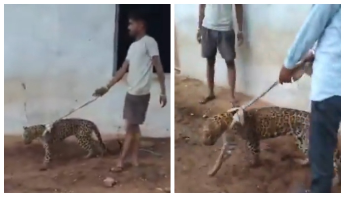 Watch Video: രോഗിയായ പുള്ളിപ്പുലിയുടെ കഴുത്തില്‍ കയർ കെട്ടി പരേഡ് ...