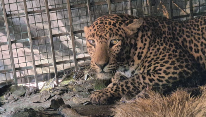 ചീരാലില്‍ കറങ്ങി നടന്ന പുലി ഒടുവില്‍ 'ആട്ടിറച്ചി'യില്‍ വീണു; ആശ്വാസത്തി ...