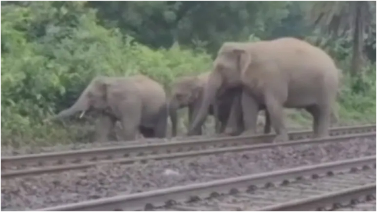 elephants herd hit by train റെയിൽവേ പാളത്തിലൂടെ പോകവേ ട്രെയിനിടിച്ചു; രണ്ട് കുട്ടിയാനകളും ...