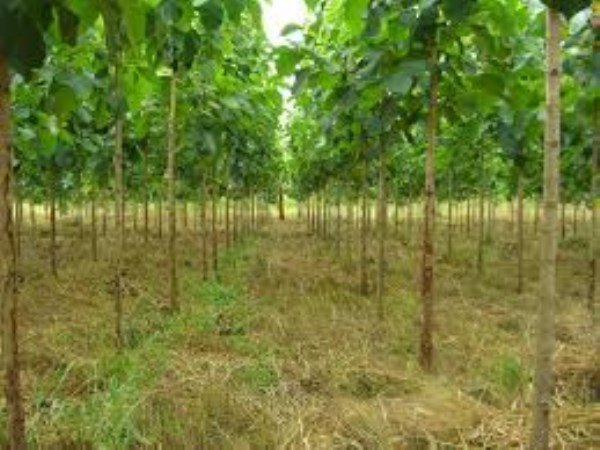 குமிழ் மரக் கன்றுகளில் மேற்கொள்ள வேண்டிய பராமரிப்பு முறைகள் ...