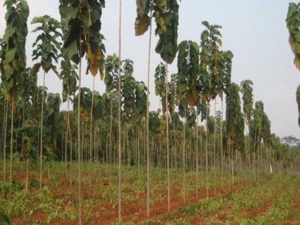 விலை மதிப்புமிக்க தேக்கு மரம் சாகுபடி செய்யும்போது இவற்றை கவனத்தில் ...