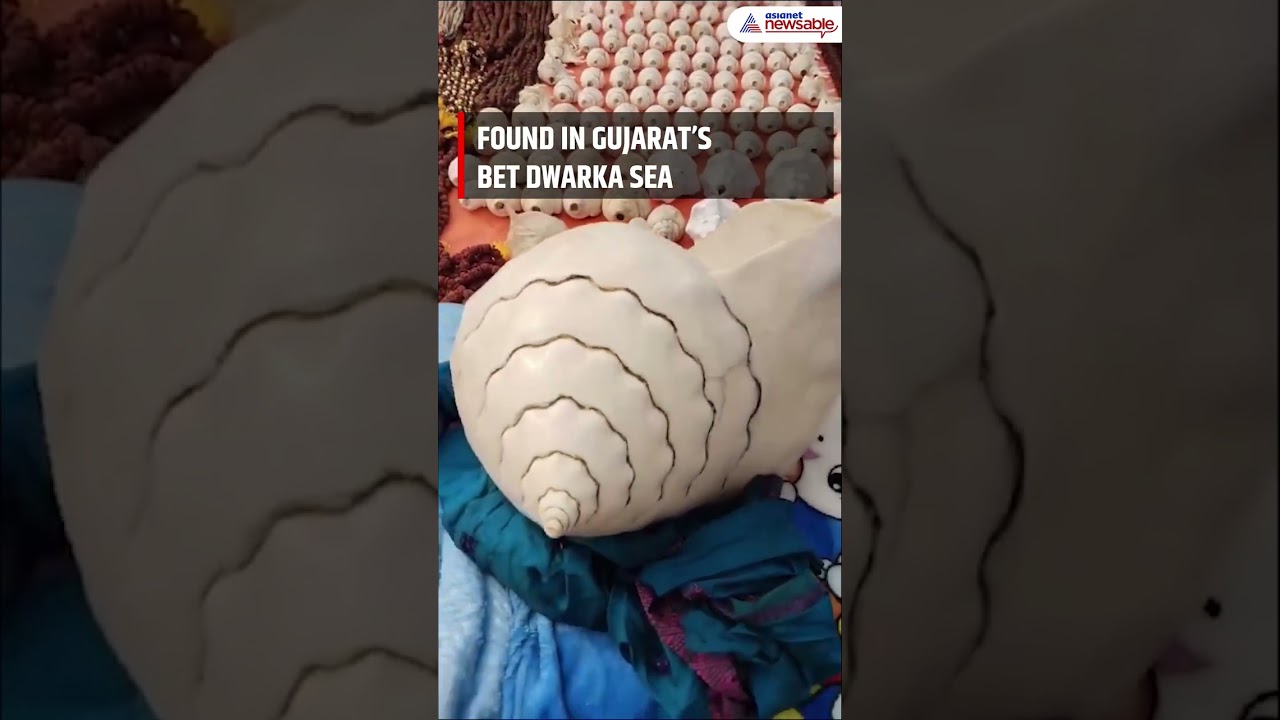 Mahakumbh 2025: Rare 6 LAKH CONCH Becomes Major Attraction! | Asianet ...