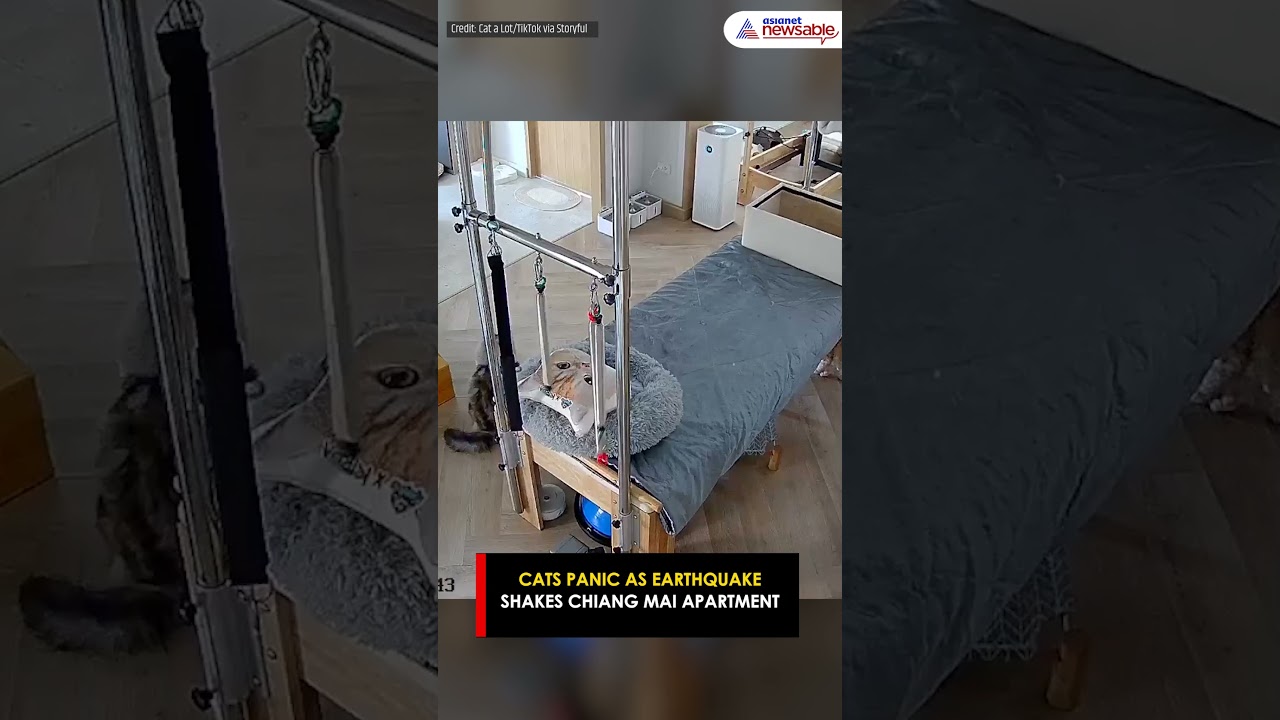 Cats Panic as Earthquake Shakes Chiang Mai Apartment | Asianet Newsable | Asianet Newsable