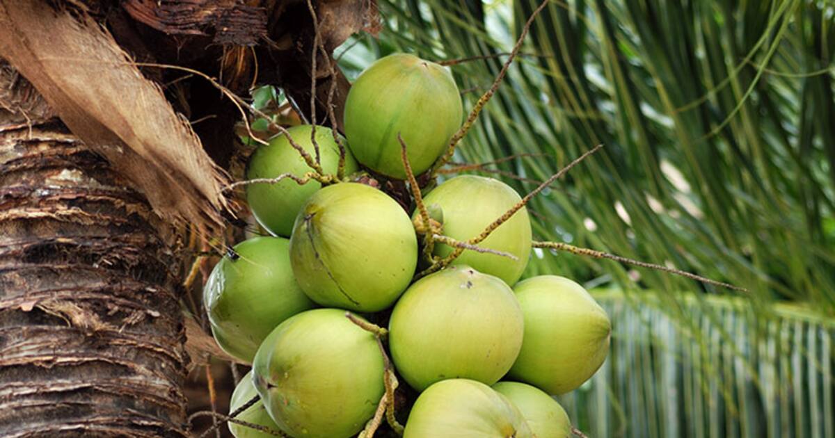 Kerala govt to promote coconut farming - Asianet Newsable Kerala govt to promote coconut farming - Asianet Newsable
